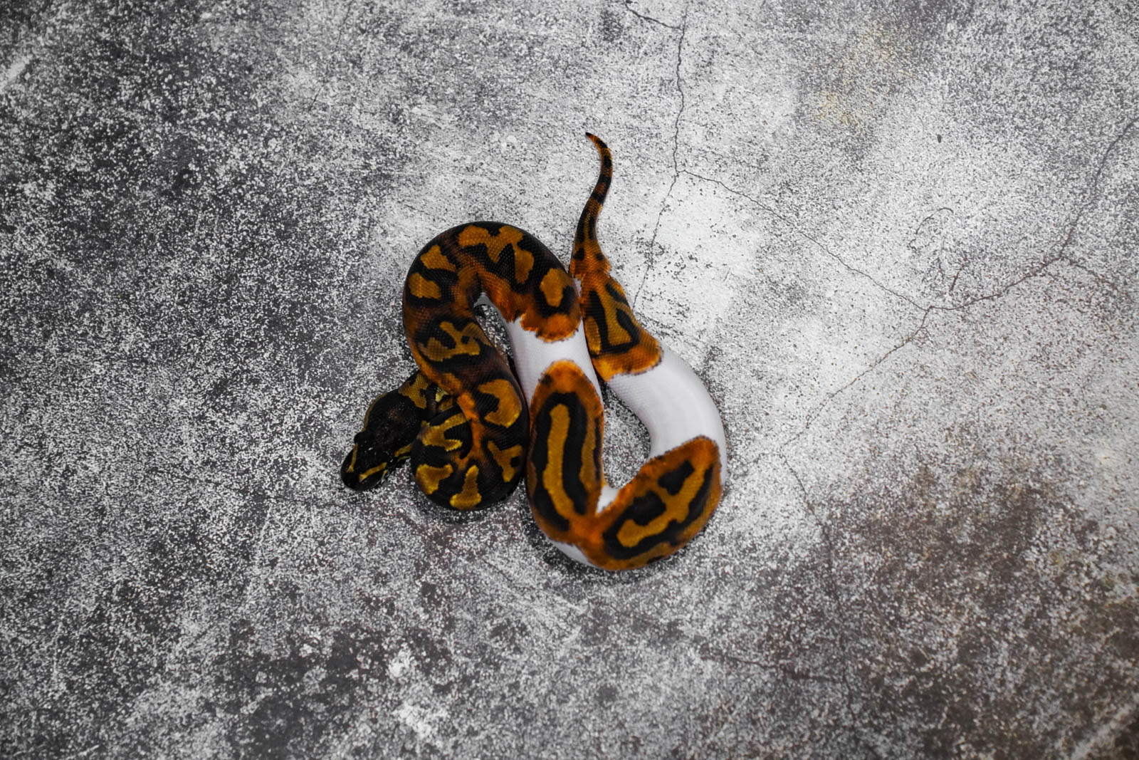 Leopard Pied – REALITY BALL PYTHON
