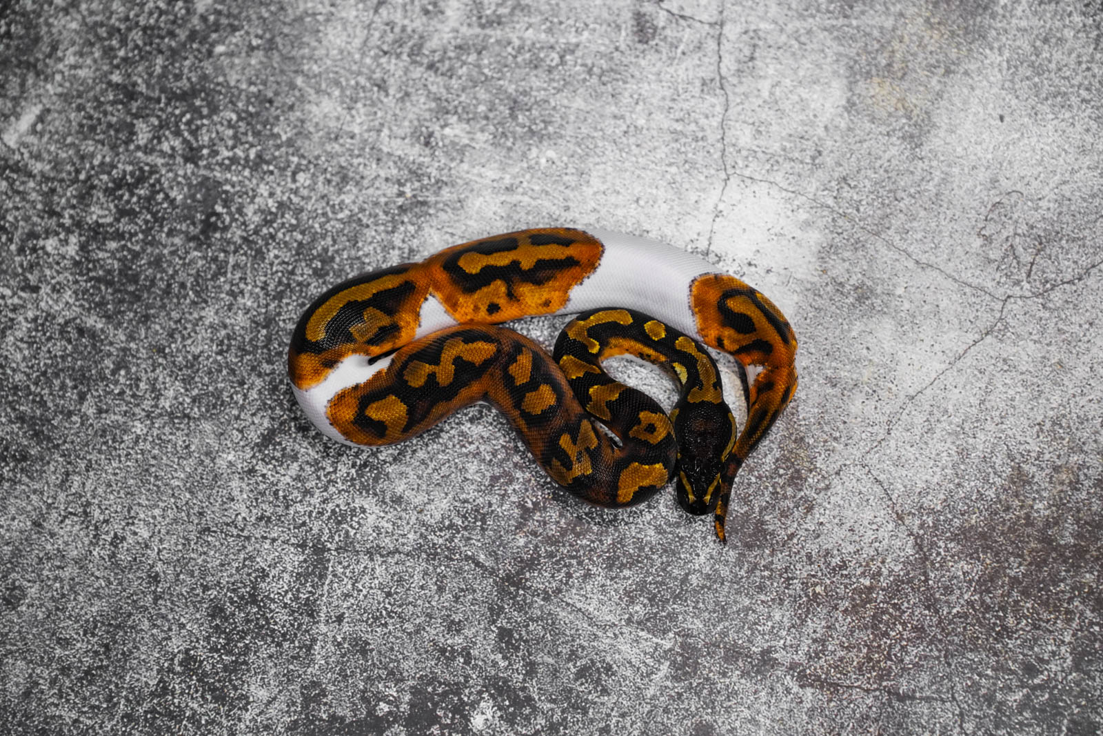 Leopard Pied – REALITY BALL PYTHON