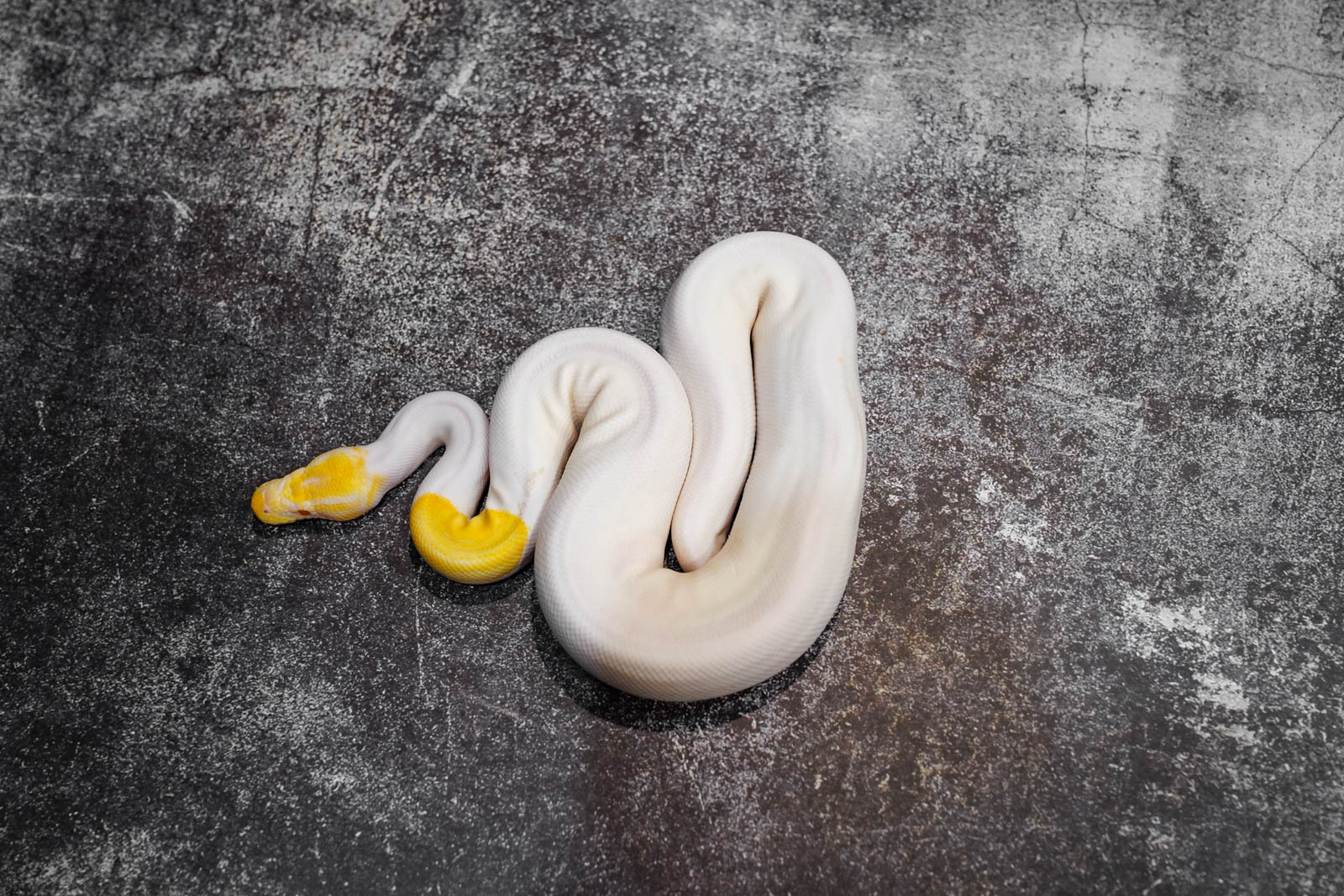 Pinto Albino Pied – REALITY BALL PYTHON