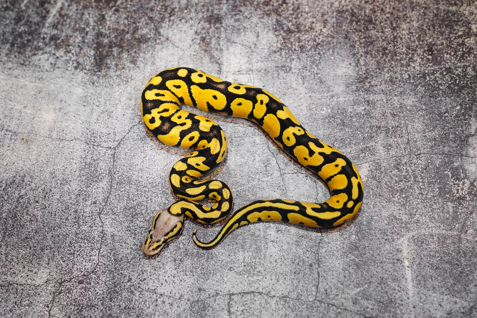 OD Pastel Desert Ghost 50% Het Cryptic – REALITY BALL PYTHON
