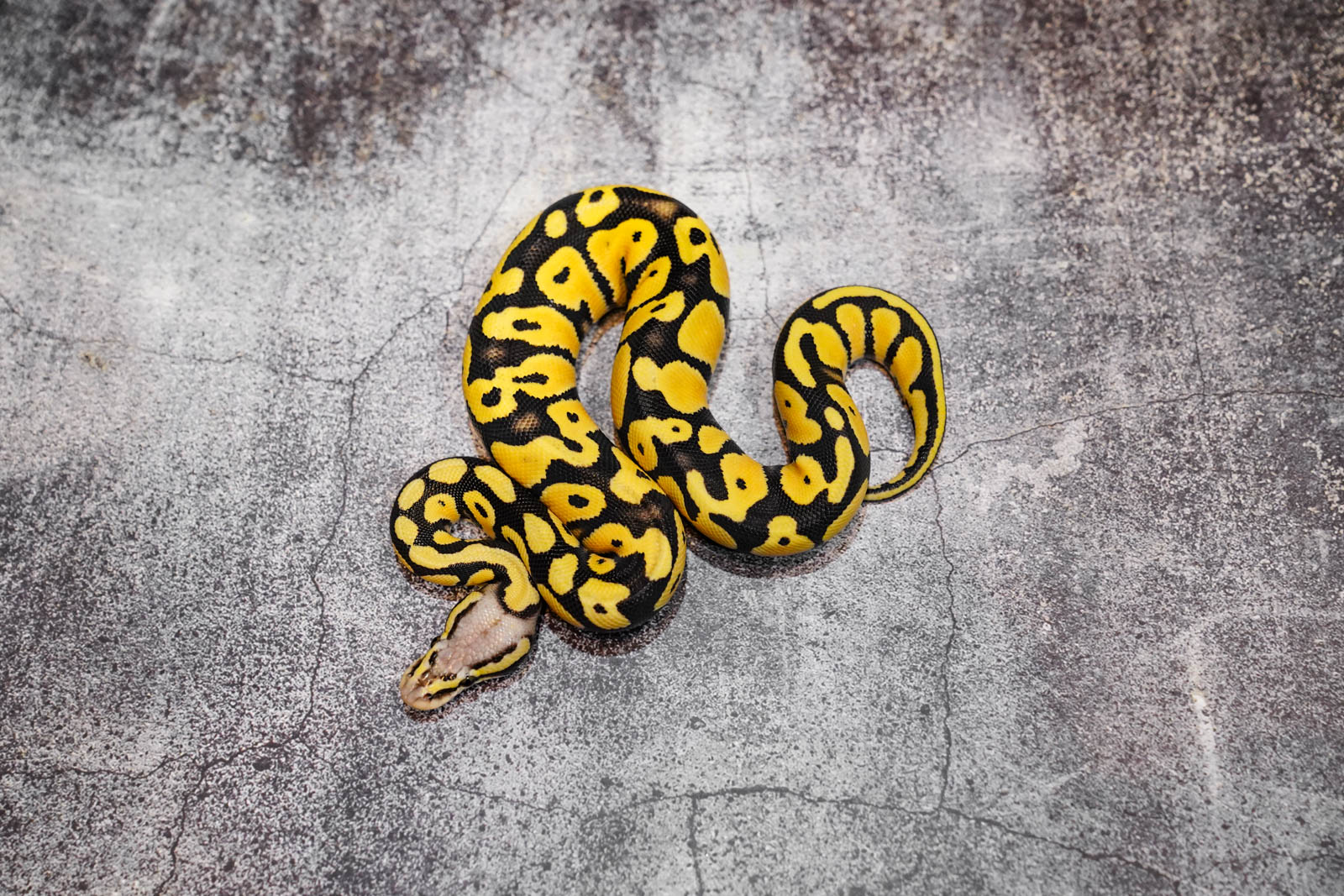 OD Pastel Desert Ghost 50% Het Cryptic – REALITY BALL PYTHON