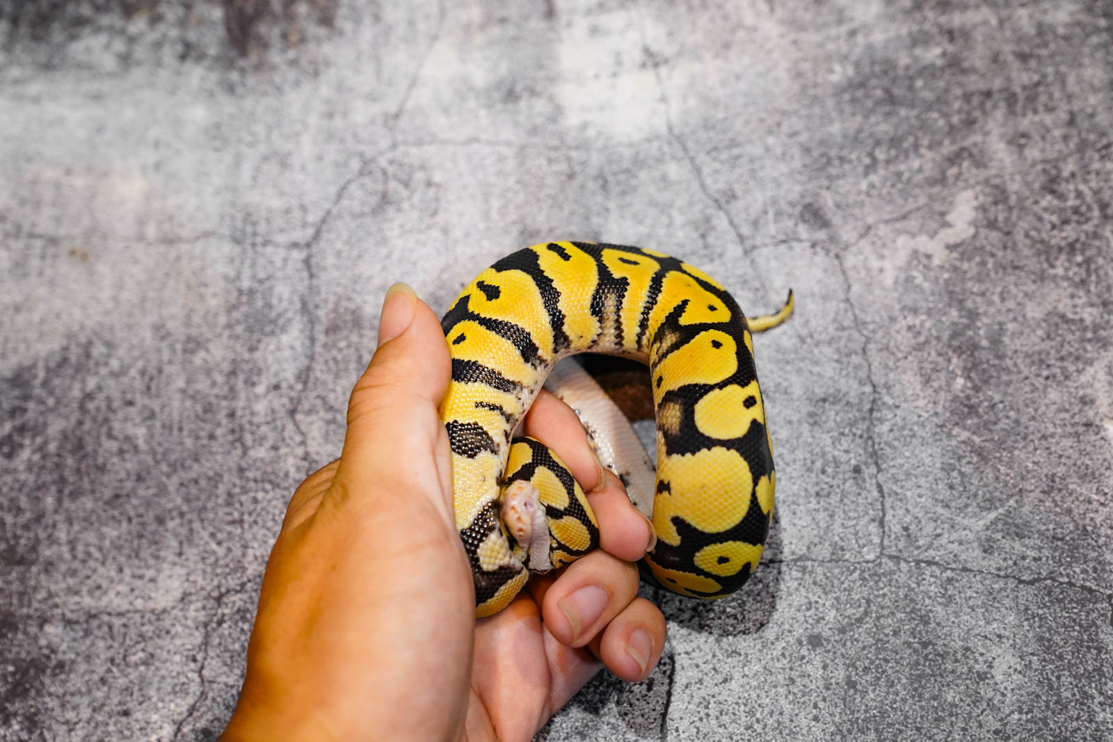 OD Pastel Desert Ghost 50% Het Cryptic – REALITY BALL PYTHON