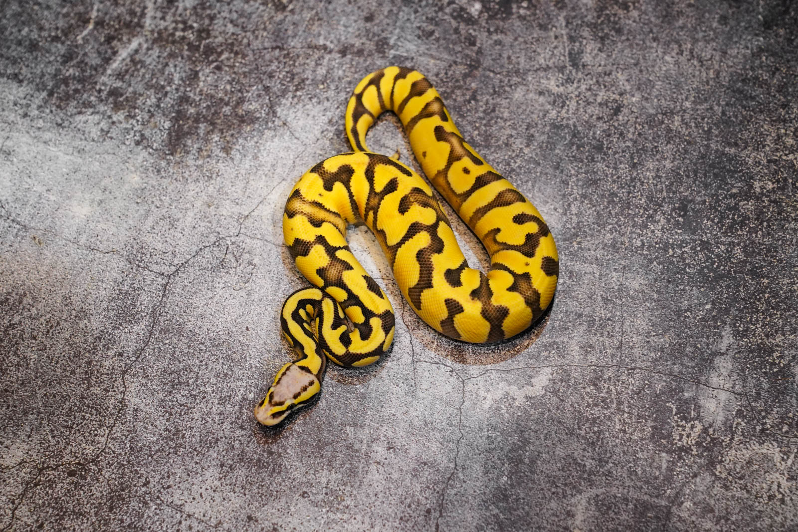 Chocolate Enchi Super Pastel Desert Ghost – REALITY BALL PYTHON