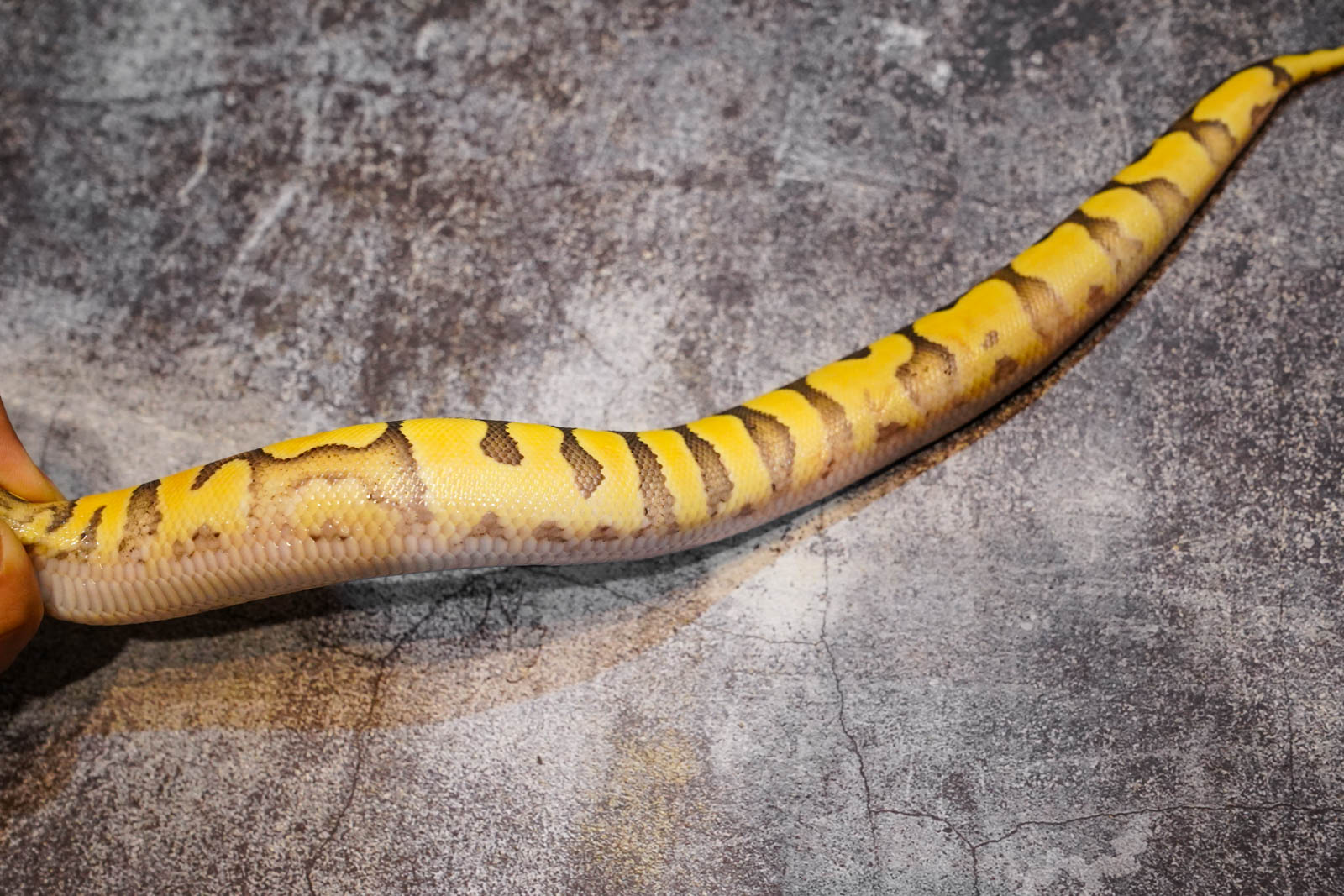 Chocolate Enchi Super Pastel Desert Ghost – REALITY BALL PYTHON