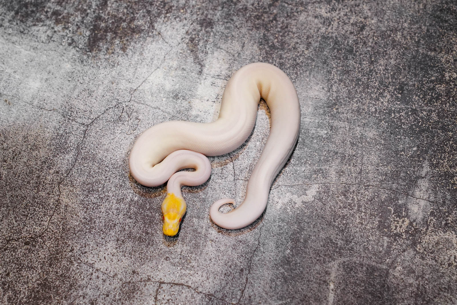 Pinto Albino Pied – REALITY BALL PYTHON