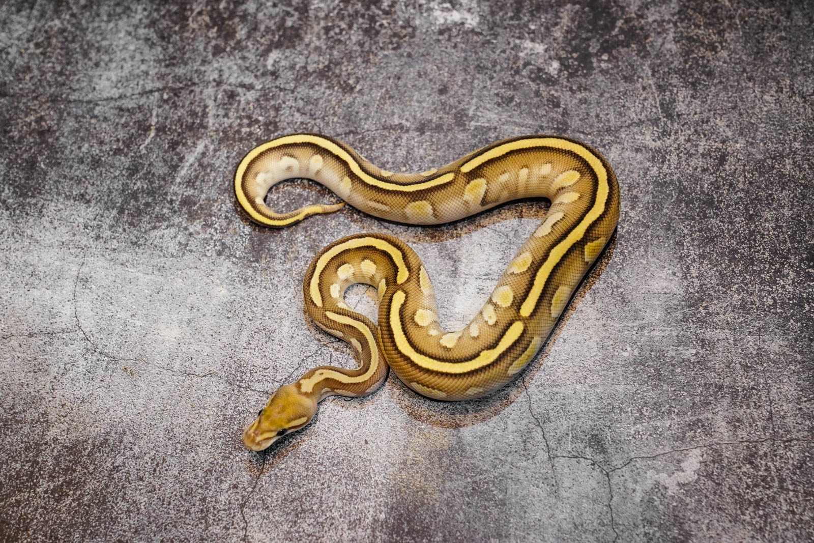 Cypress Sulfur Lesser 100% Het Clown – REALITY BALL PYTHON