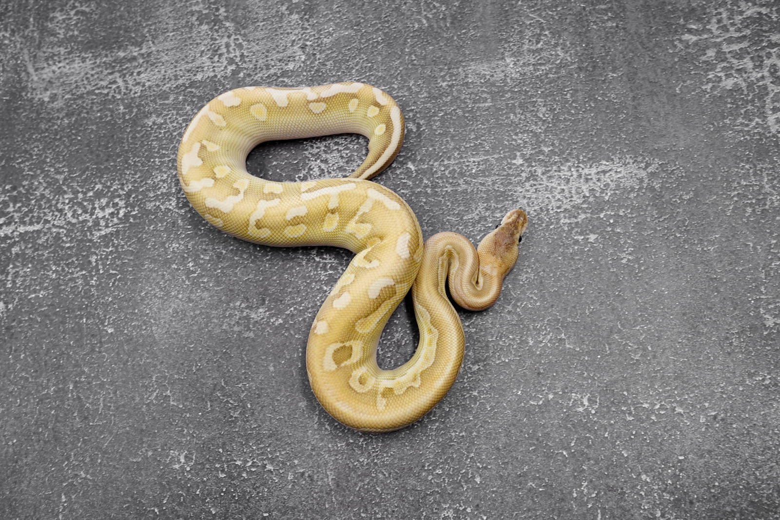 Lesser Black Pewter Vanilla Puzzle – REALITY BALL PYTHON