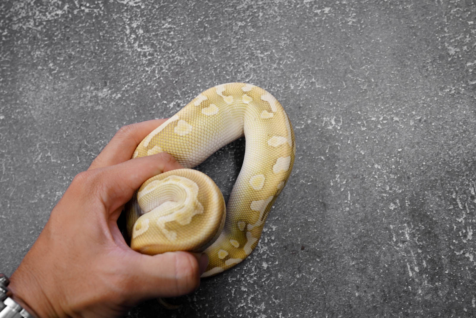 Lesser Black Pewter Vanilla Puzzle – REALITY BALL PYTHON