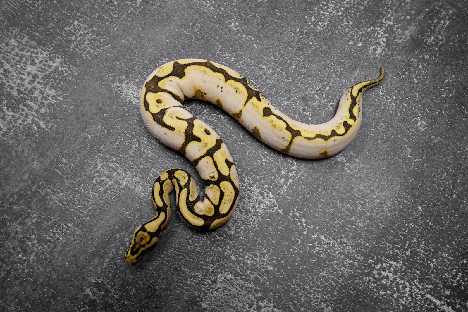 Chocolate Calico Enchi Spider Pastel 100% Het Desert Ghost 50% Het Hypo ...