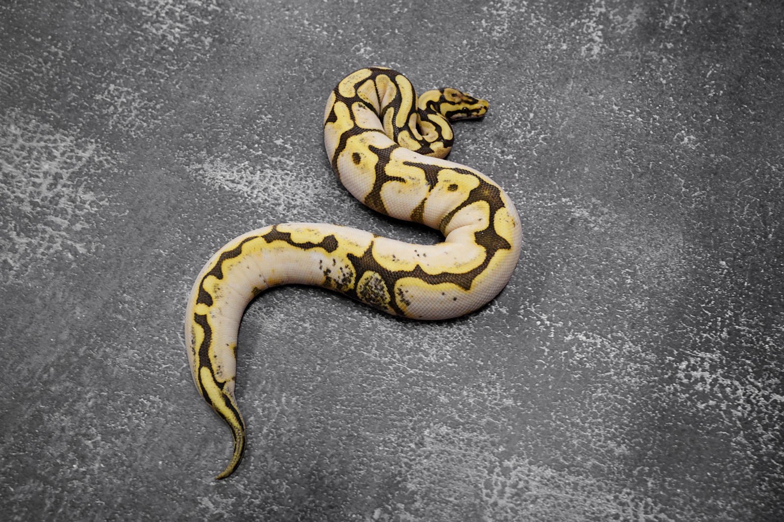 Chocolate Calico Enchi Spider Pastel 100% Het Desert Ghost 50% Het Hypo ...