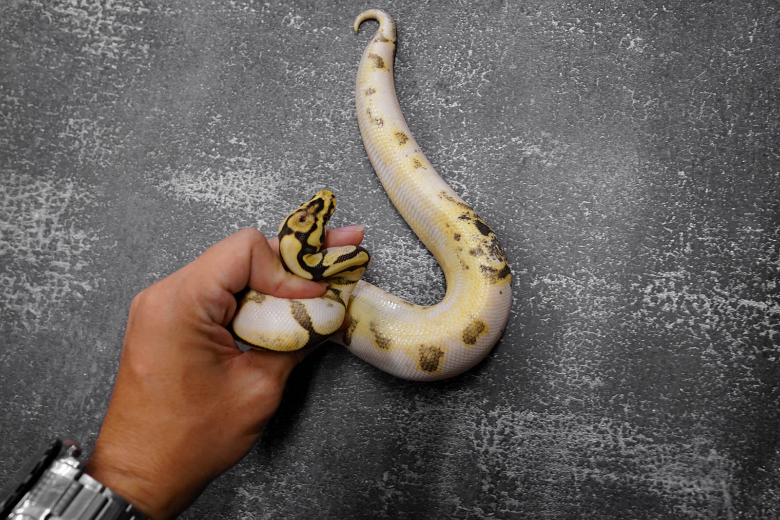 Chocolate Calico Enchi Spider Pastel 100% Het Desert Ghost 50% Het Hypo – REALITY BALL PYTHON