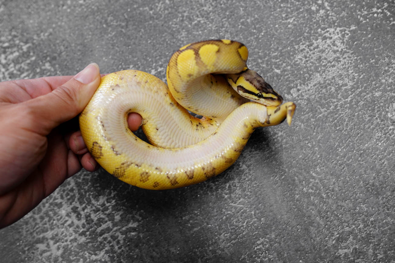 Red Stripe Pastel Enchi OD 100% DH Hypo Pied – REALITY BALL PYTHON