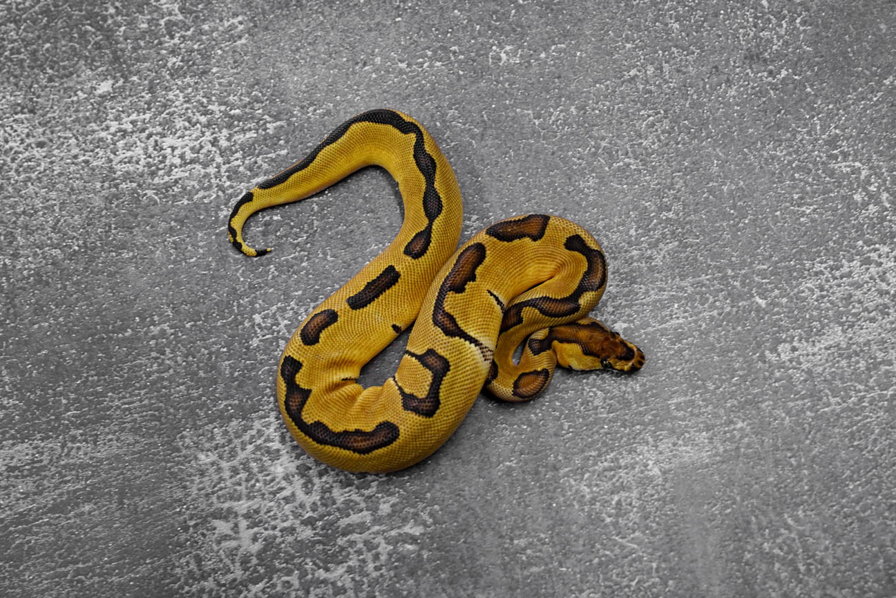 Enchi Blade Clown 100% Het Lavender (Kink) – REALITY BALL PYTHON