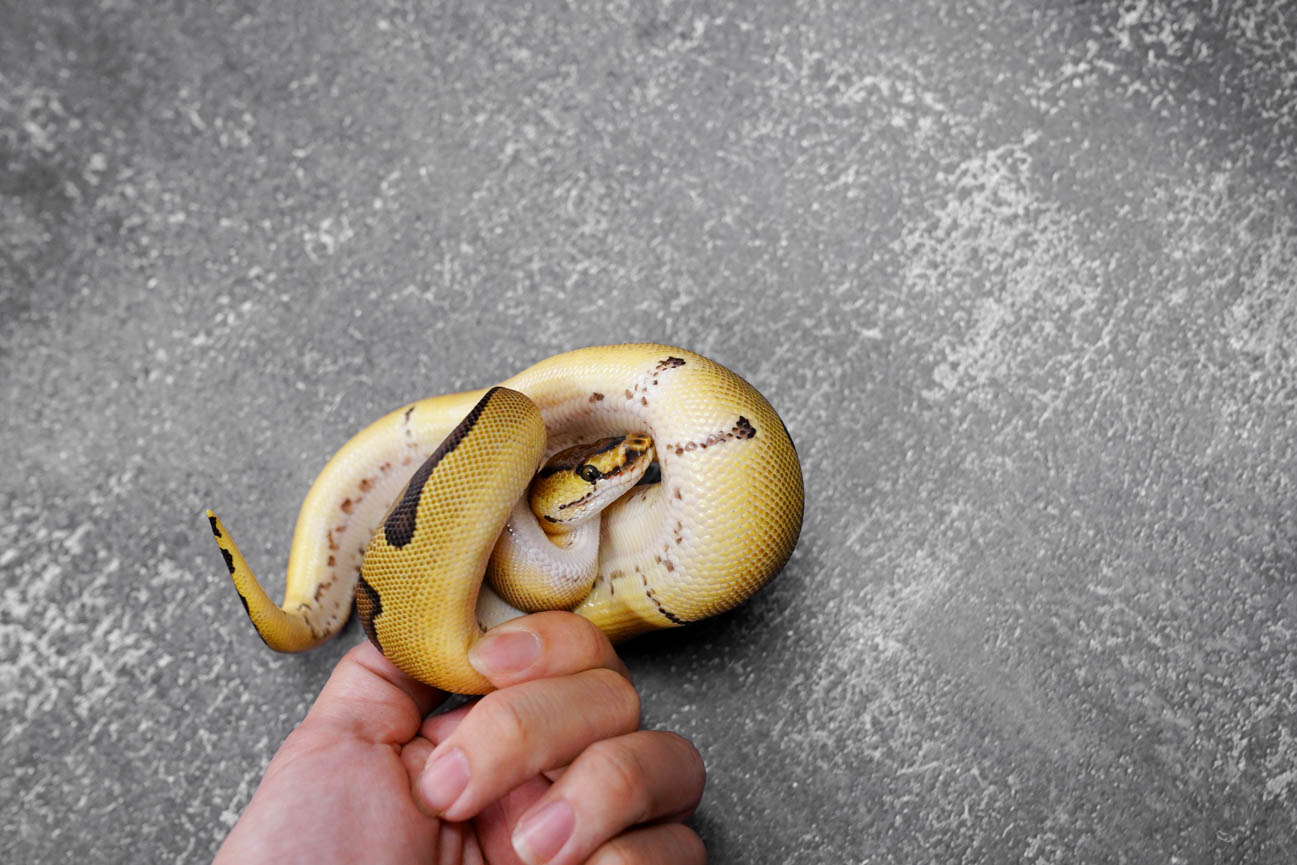 Enchi Blade Clown 100% Het Lavender (Kink) – REALITY BALL PYTHON