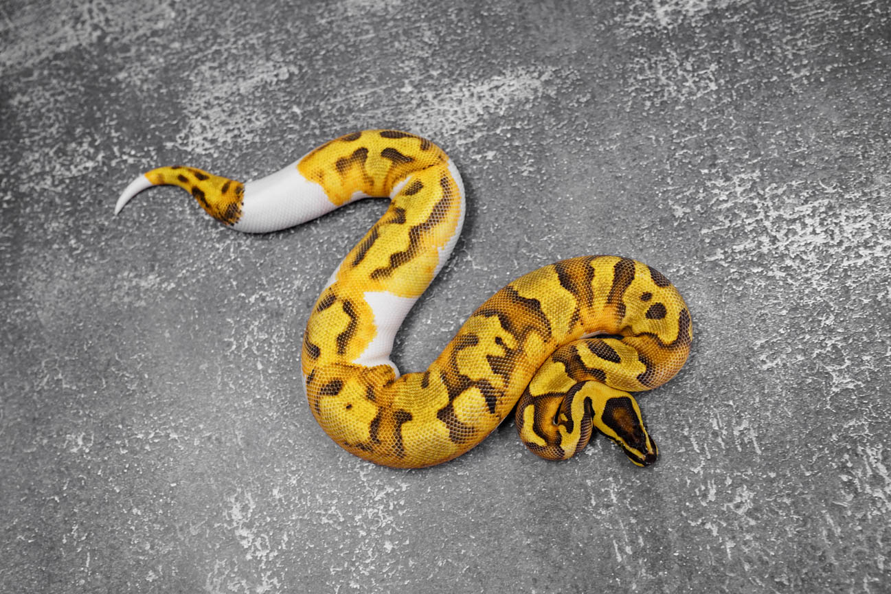 OD Fire Leopard Pied (HI) – REALITY BALL PYTHON