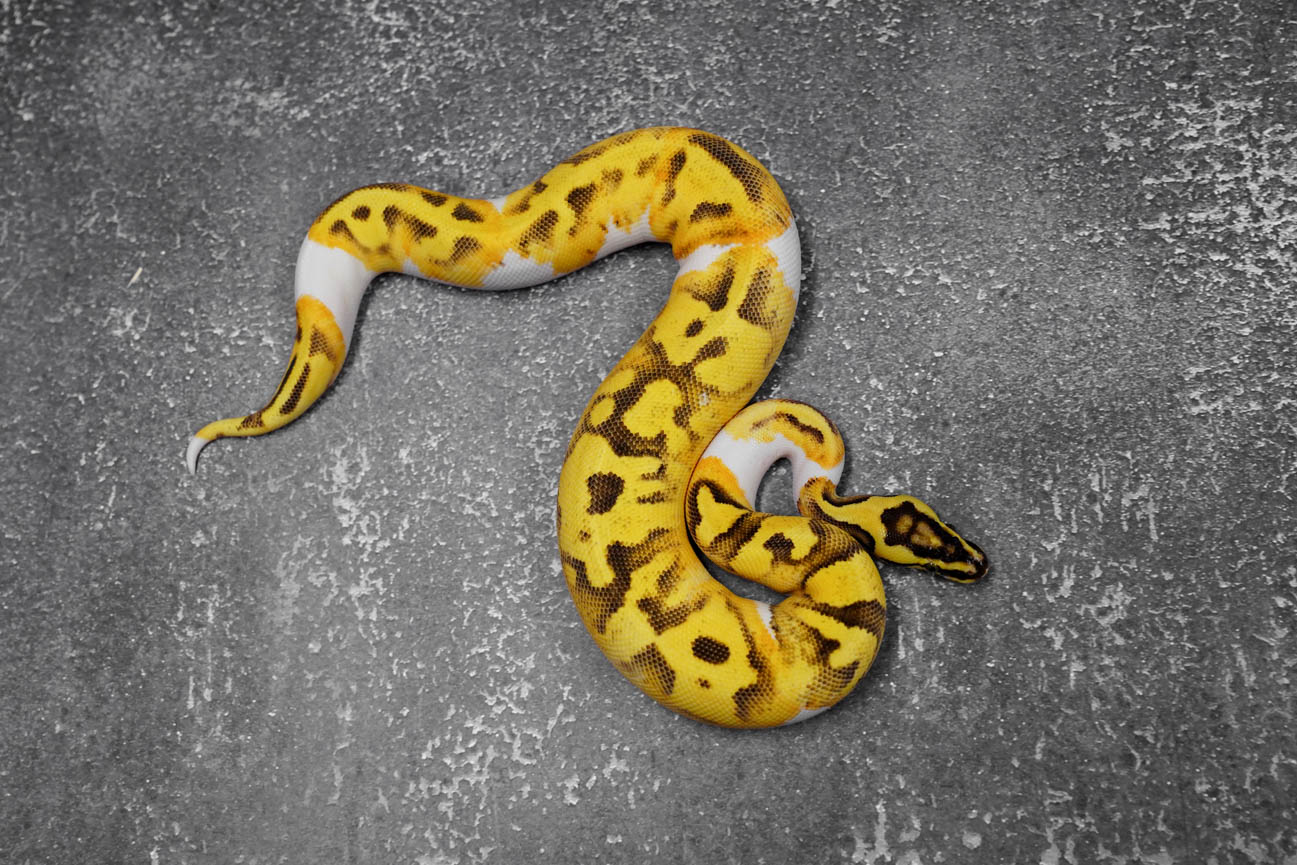 OD Fire Pastel Pied (HI) – REALITY BALL PYTHON