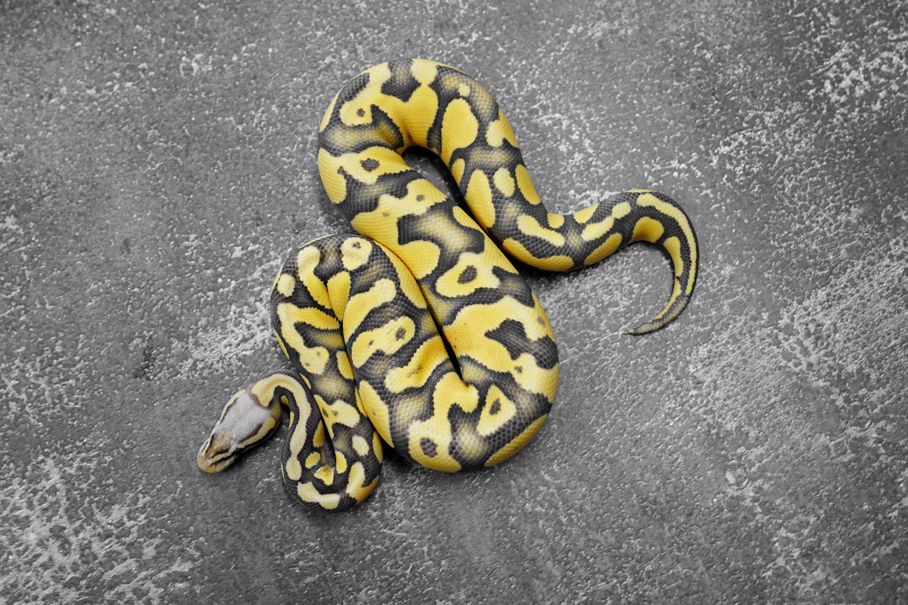 Super Pastel Chocolate Desert Ghost Hypo – REALITY BALL PYTHON