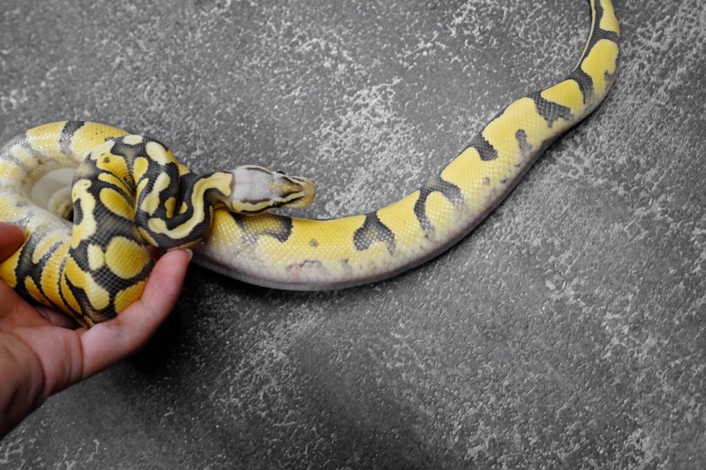 Super Pastel Chocolate Desert Ghost Hypo – REALITY BALL PYTHON