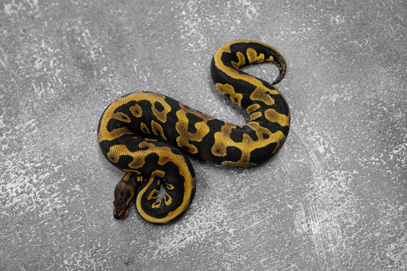 Mahogany Leopard 100% Het Clown – REALITY BALL PYTHON