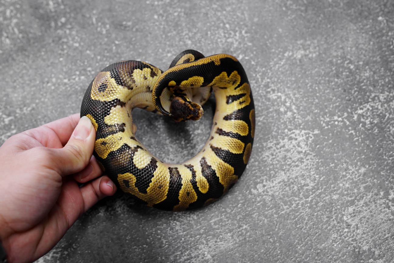 Mahogany Leopard 100% Het Clown – REALITY BALL PYTHON