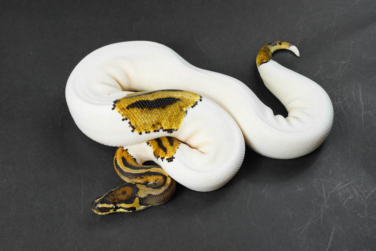 Pied – REALITY BALL PYTHON