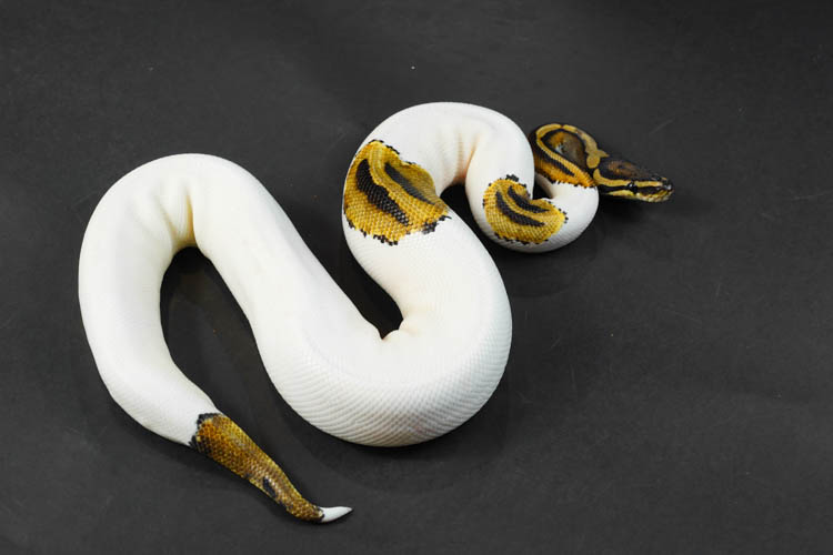Pied – REALITY BALL PYTHON