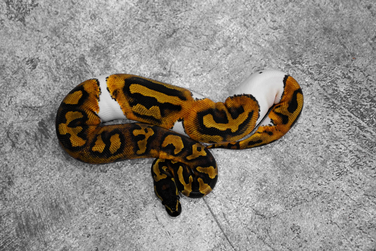 Leopard Pied – REALITY BALL PYTHON