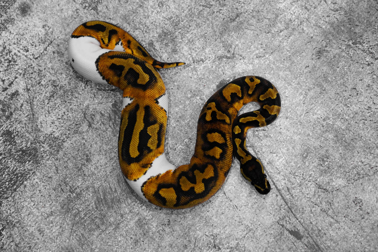 Leopard Pied – REALITY BALL PYTHON