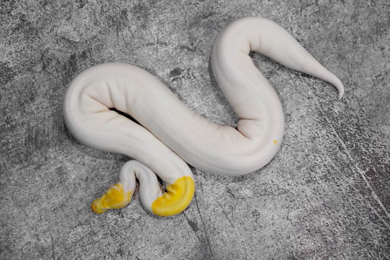 Pinto Albino Pied – REALITY BALL PYTHON