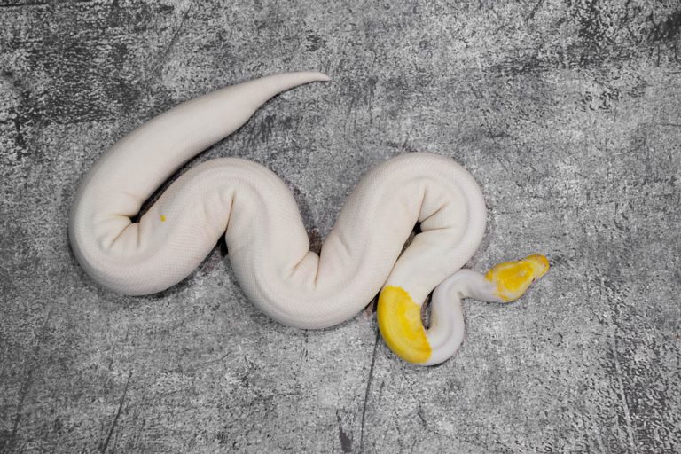 Pinto Albino Pied – REALITY BALL PYTHON
