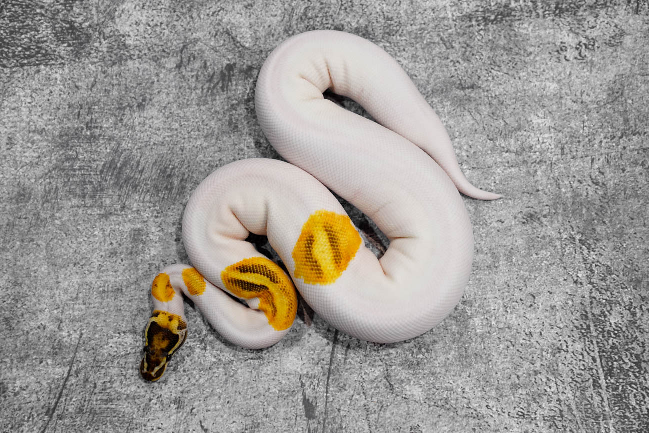 Pinto OD GeneX Pied – REALITY BALL PYTHON