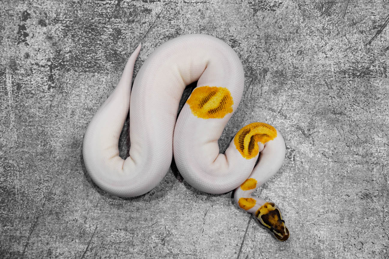 Pinto OD GeneX Pied – REALITY BALL PYTHON