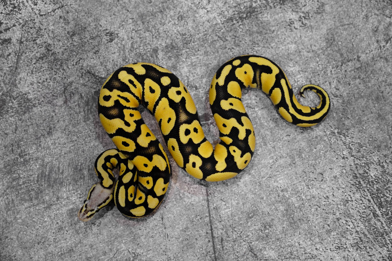OD Pastel Desert Ghost 50% Het Cryptic – REALITY BALL PYTHON