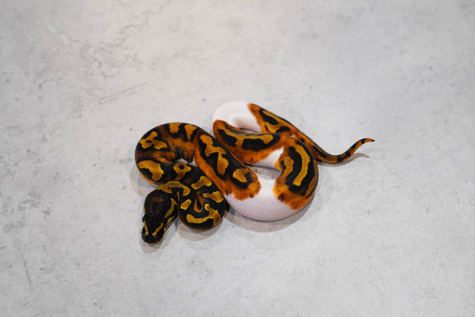 Leopard Pied – REALITY BALL PYTHON