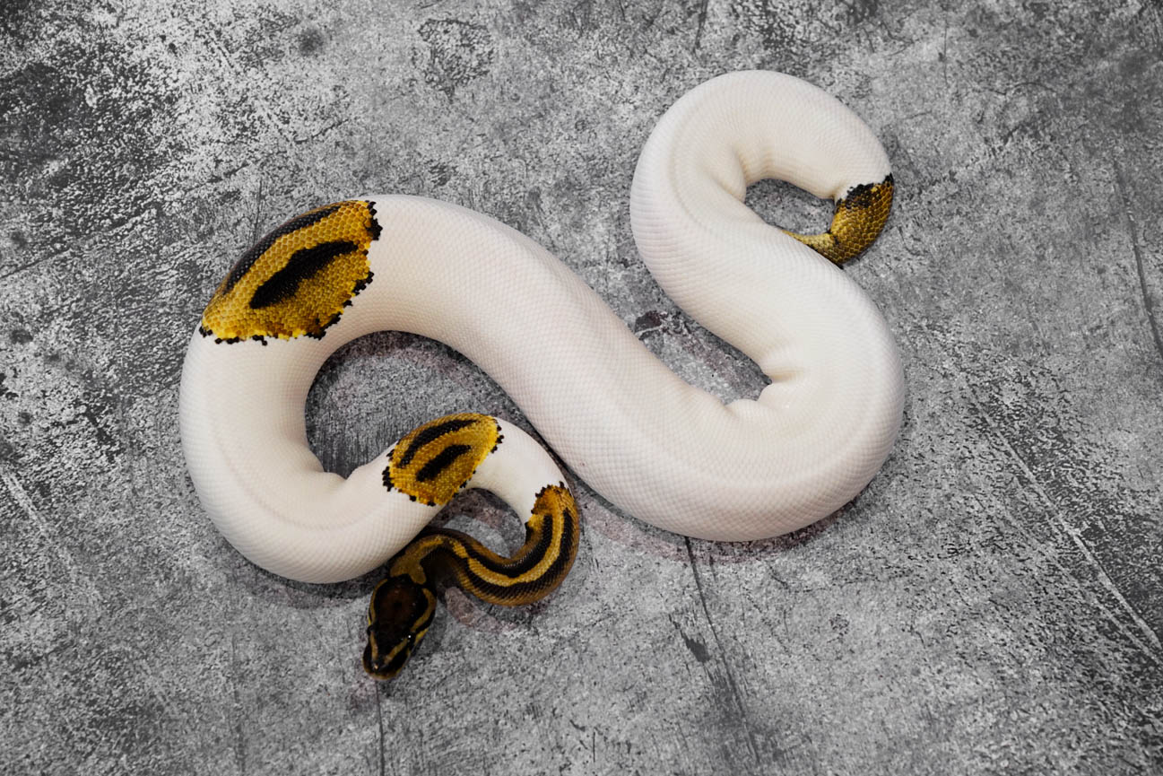 Pied – REALITY BALL PYTHON