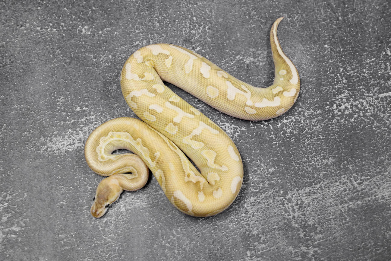 Lesser Black Pewter Vanilla Puzzle – REALITY BALL PYTHON