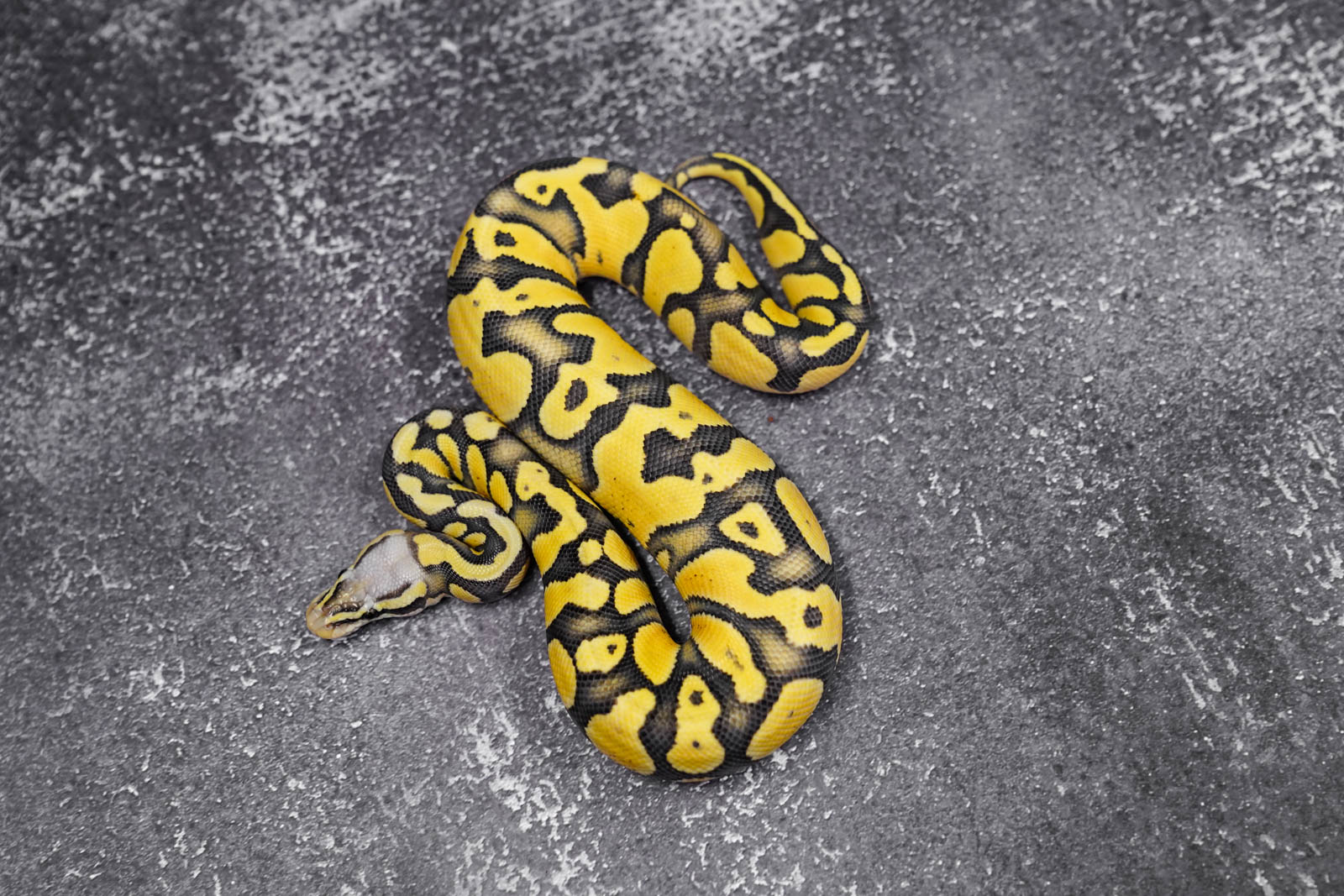 Super Pastel Chocolate Desert Ghost Hypo – REALITY BALL PYTHON