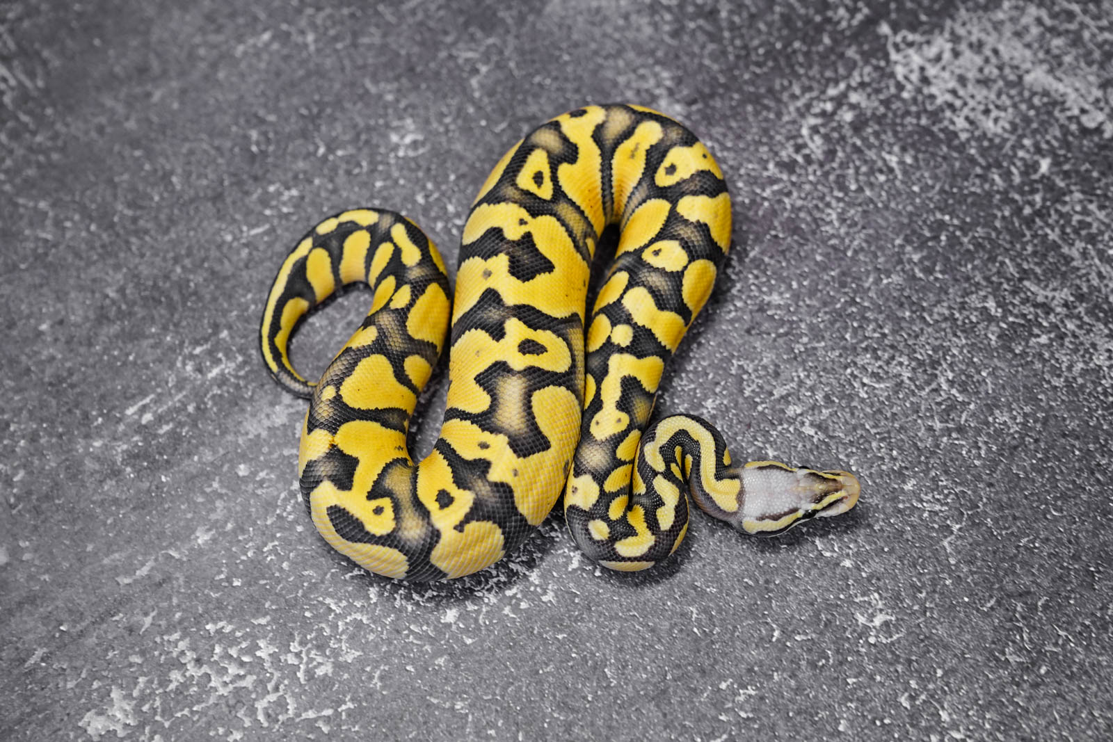 Super Pastel Chocolate Desert Ghost Hypo – REALITY BALL PYTHON