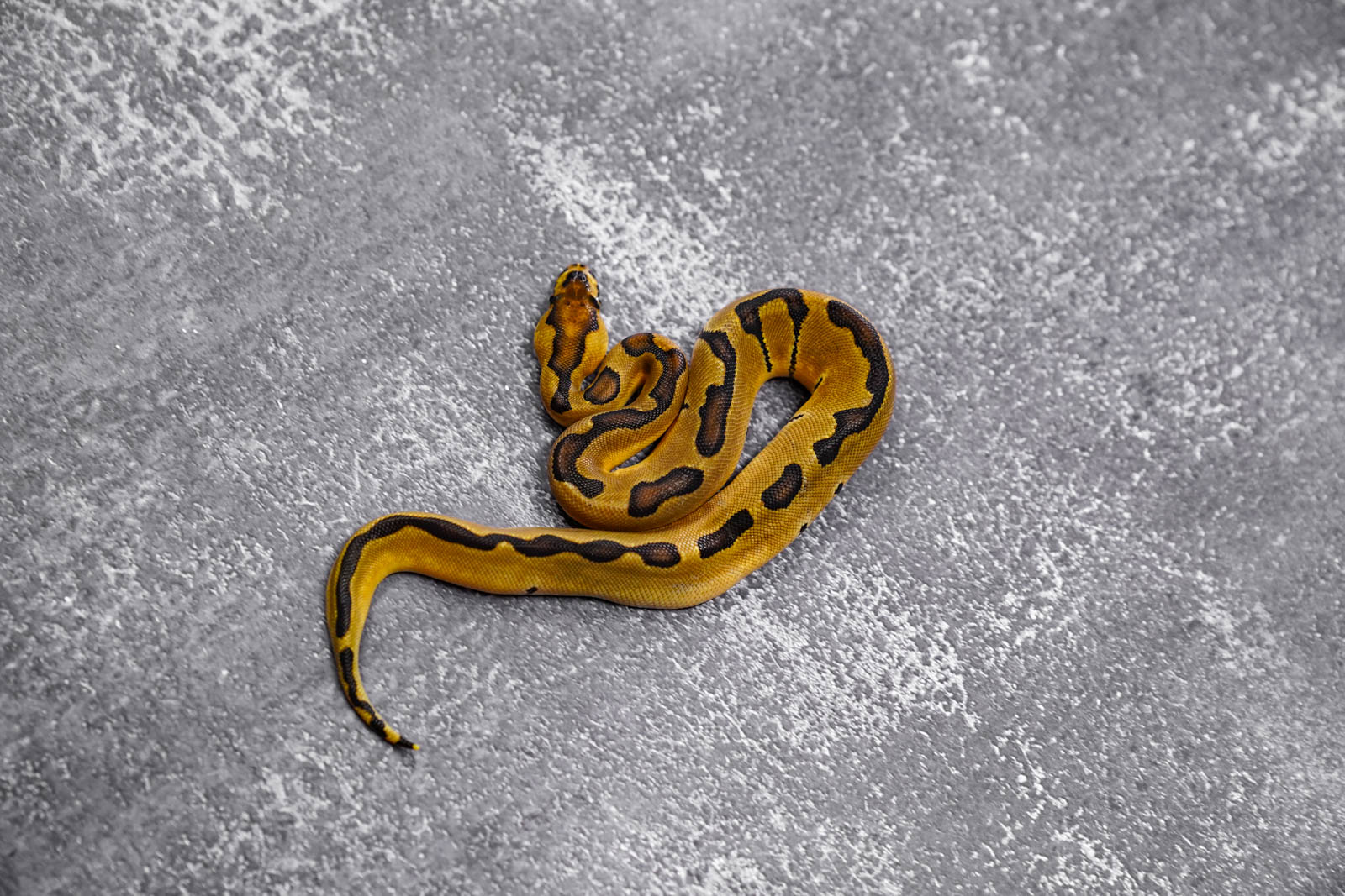 Enchi Blade Clown 100% Het Lavender (Kink) – REALITY BALL PYTHON