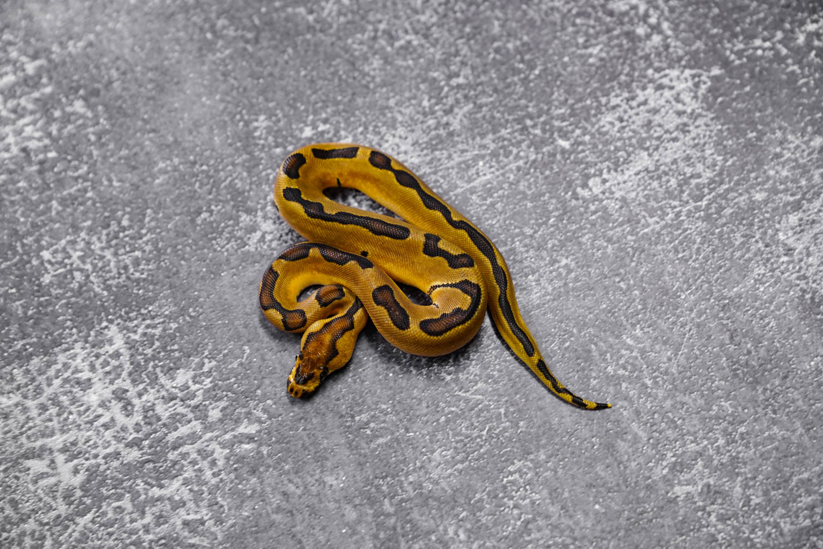Enchi Blade Clown 100% Het Lavender (Kink) – REALITY BALL PYTHON