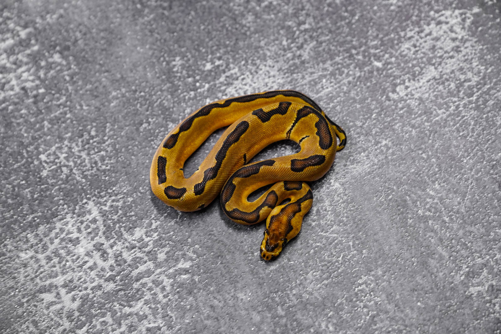 Enchi Blade Clown 100% Het Lavender (Kink) – REALITY BALL PYTHON