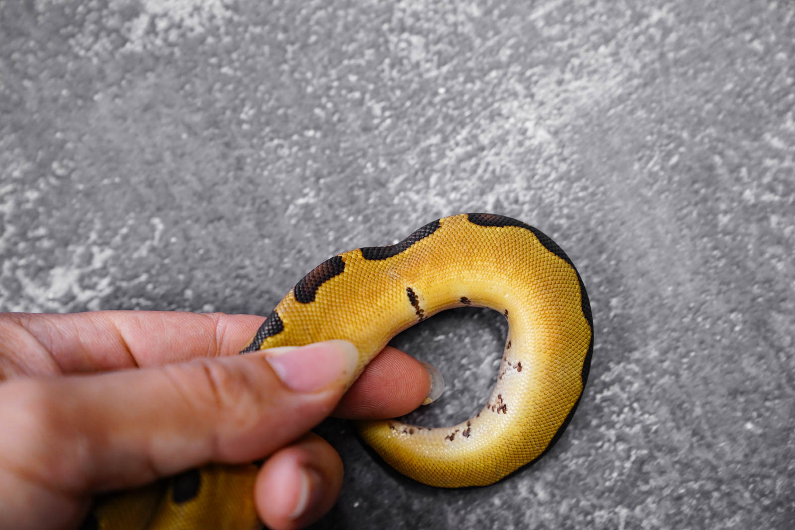 Enchi Blade Clown 100% Het Lavender (Kink) – REALITY BALL PYTHON