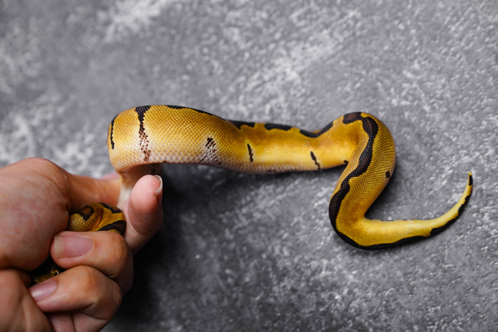 Enchi Blade Clown 100% Het Lavender (Kink) – REALITY BALL PYTHON