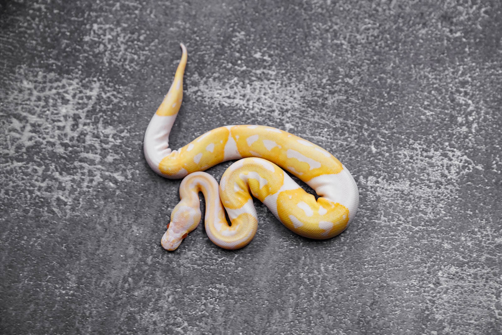 Candino Pied – REALITY BALL PYTHON