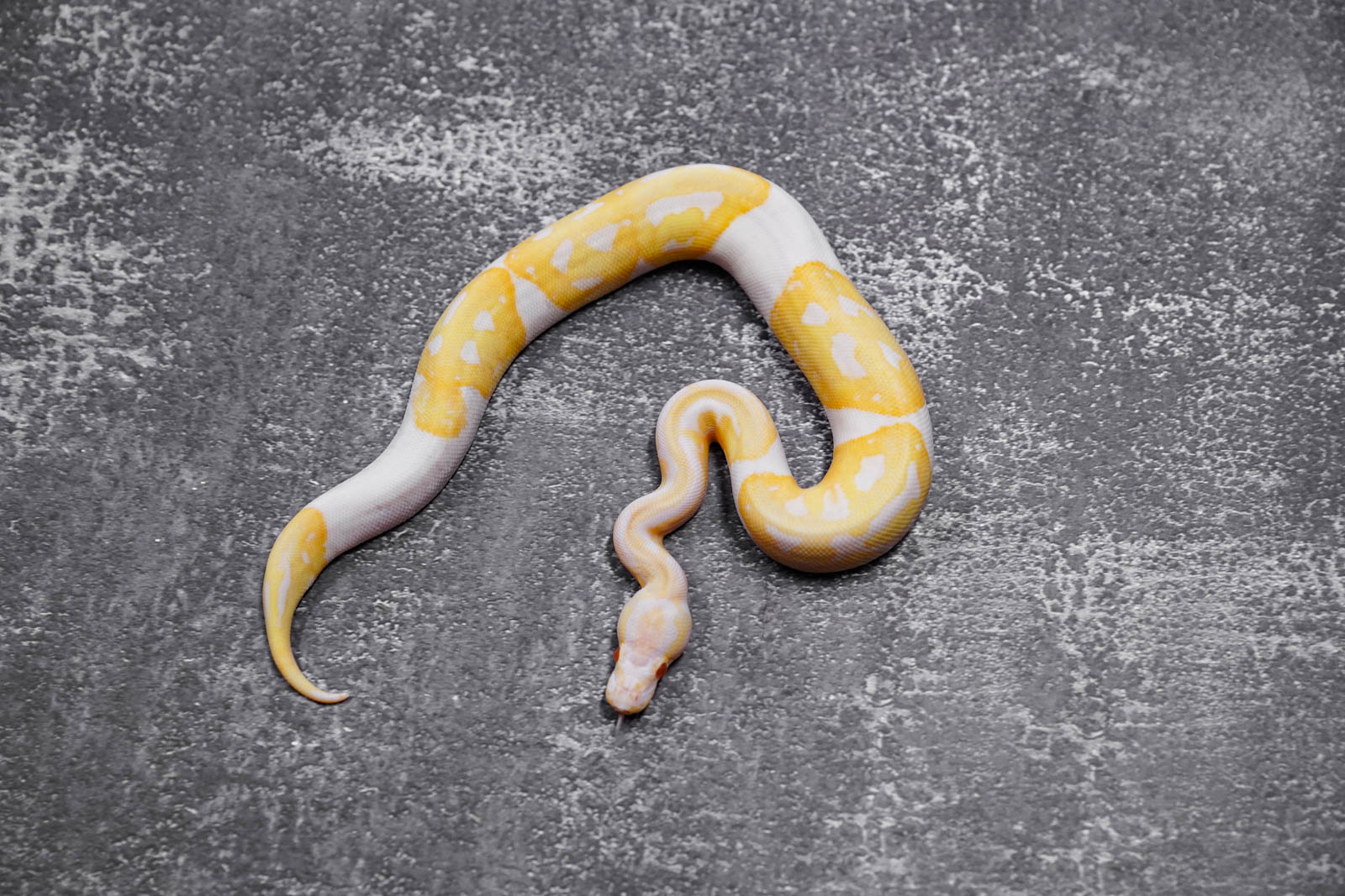 Candino Pied – REALITY BALL PYTHON