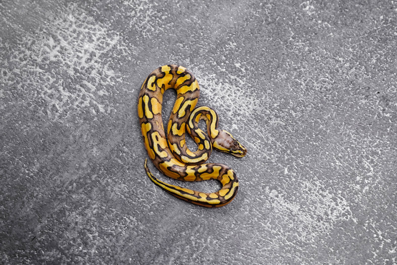 Red Stripe Pastel Enchi OD 100% Het Pied – REALITY BALL PYTHON