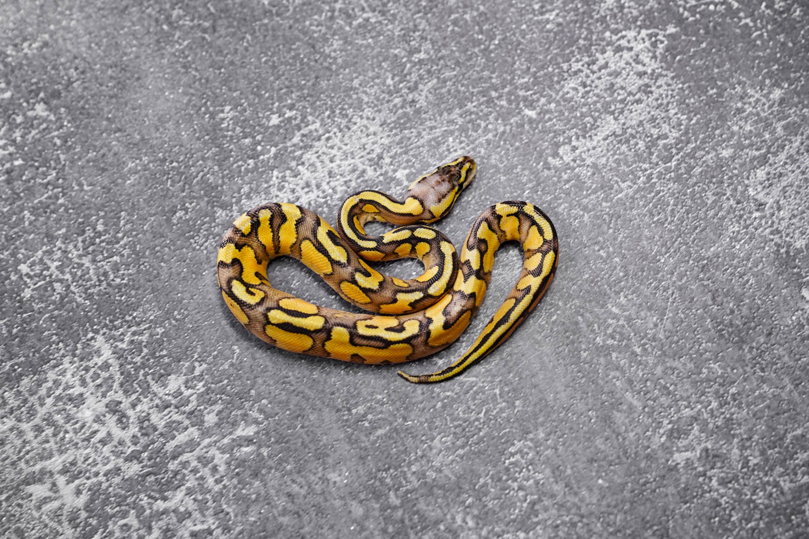 Red Stripe Pastel Enchi OD 100% Het Pied – REALITY BALL PYTHON