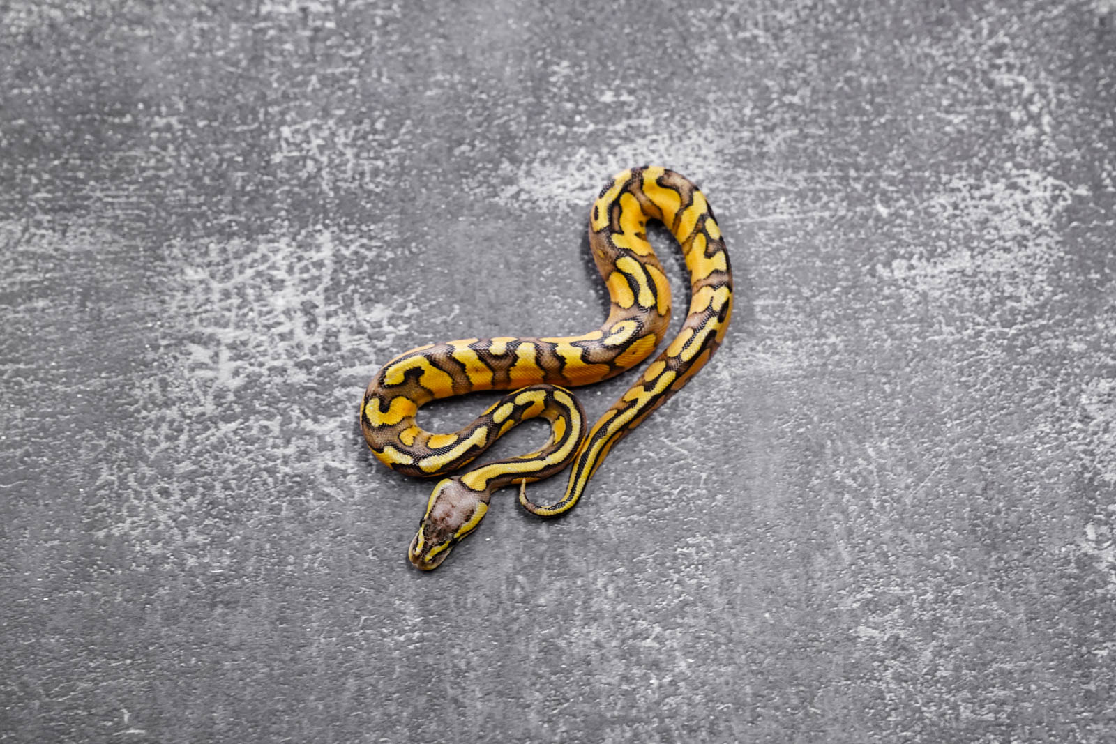 Red Stripe Pastel Enchi OD 100% Het Pied – REALITY BALL PYTHON