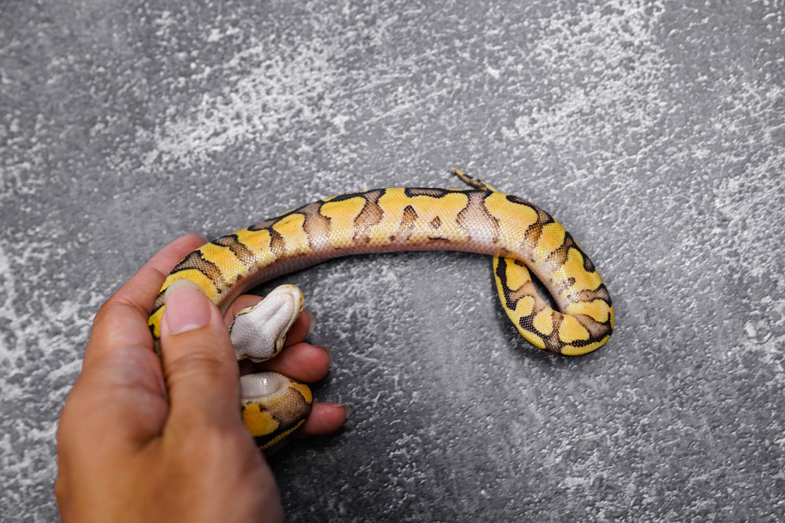 Red Stripe Pastel Enchi OD 100% Het Pied – REALITY BALL PYTHON