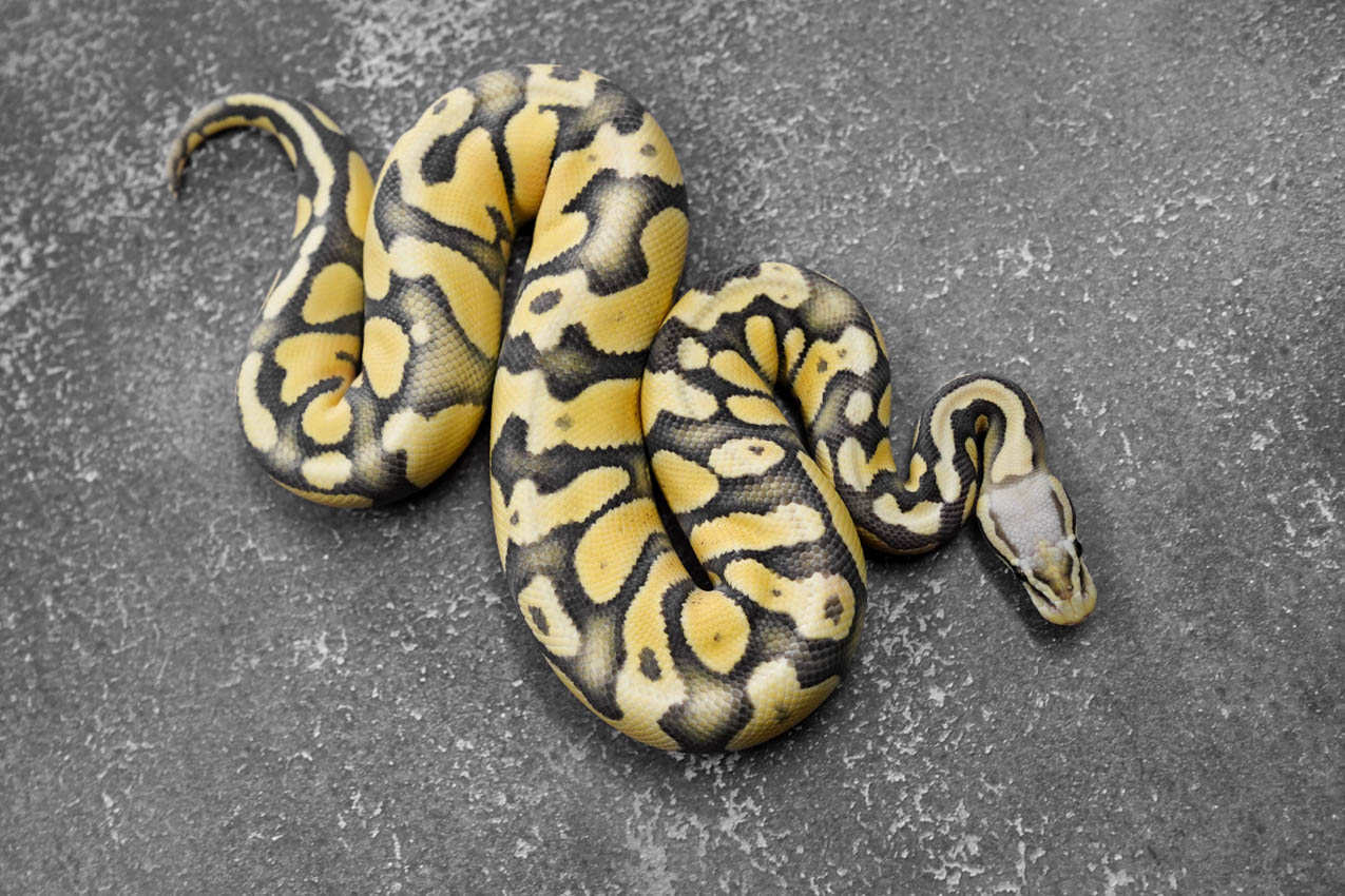 Super Pastel Chocolate Desert Ghost Hypo – REALITY BALL PYTHON